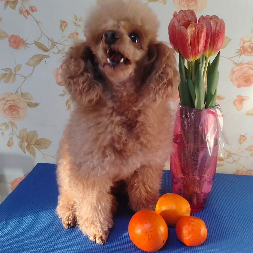 Мальчишка жених