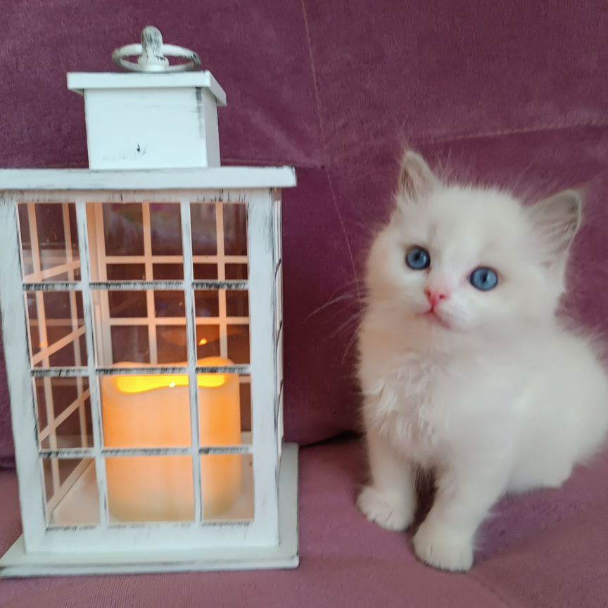 Котенок рэгдолл, ласковая девочка