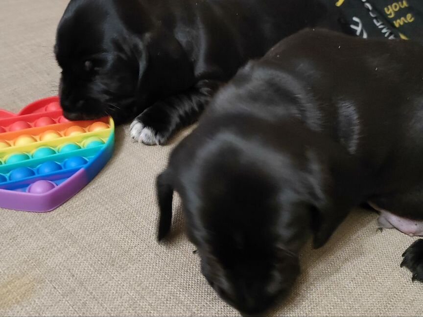 Щенки таксы бесплатно