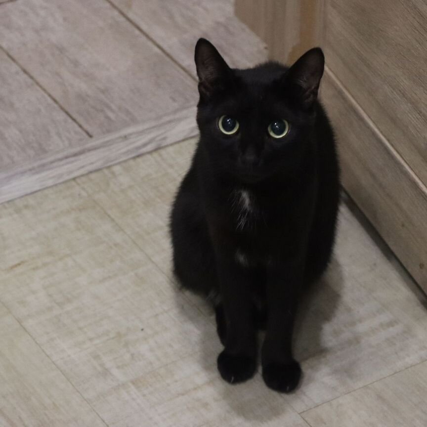 Чёрный кот, с белым пятнышком