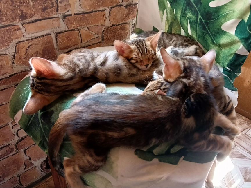 Котята бенгальской породы