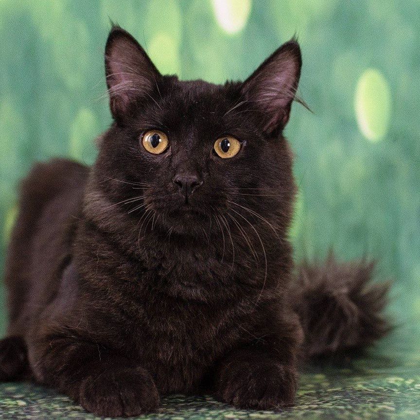 Котёнок Вивальди в добрые руки