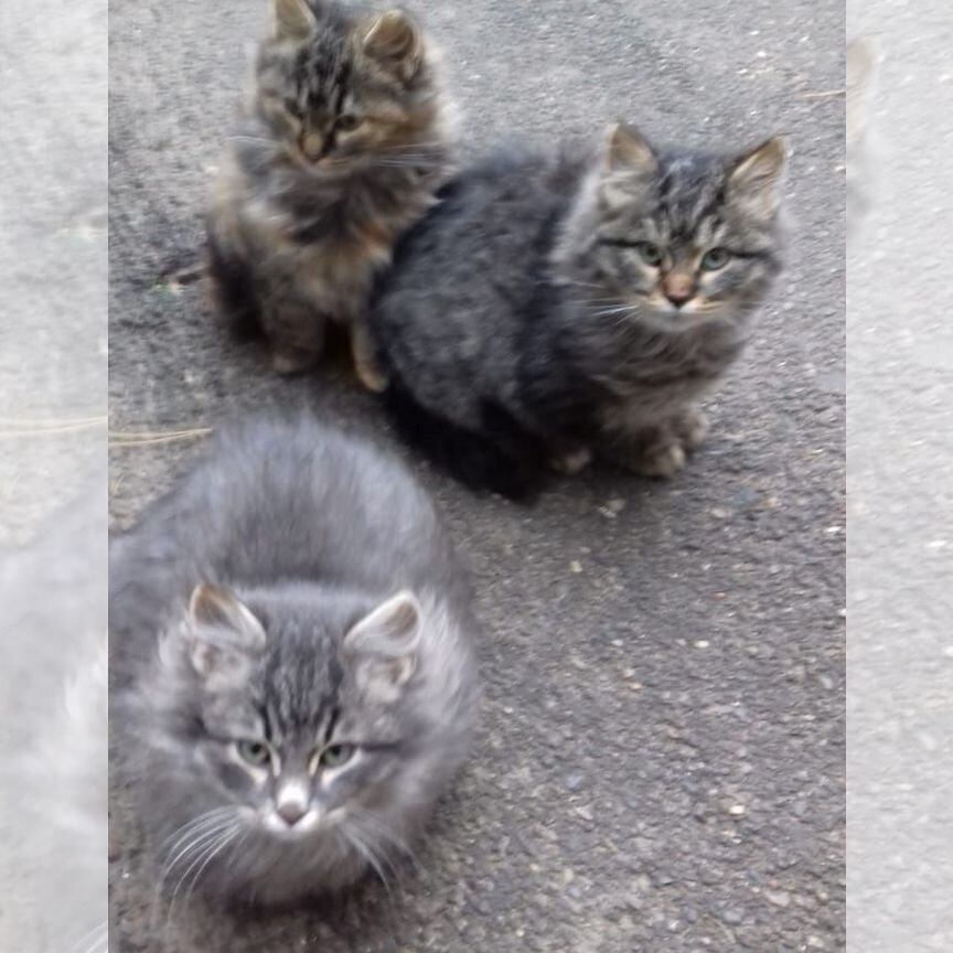 Котятам очень нужен дом