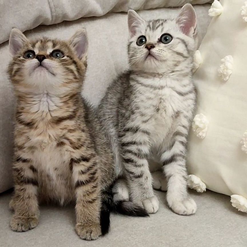 Шотландский прямоухий короткошёрстный котёнок