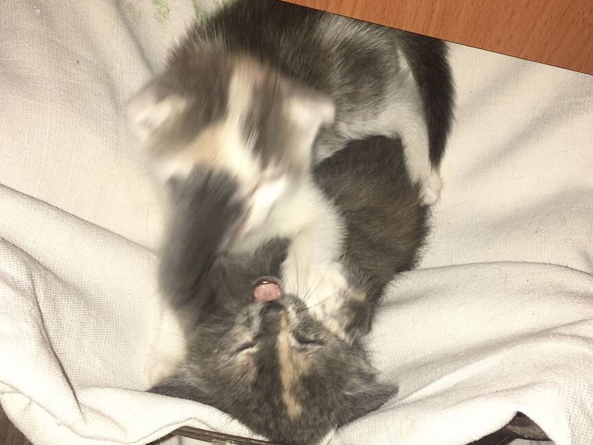 Отдаю котят в добрые руки две девочки