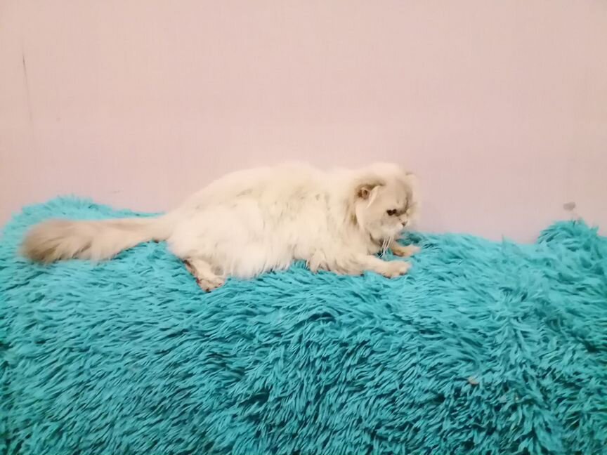 Шотландский вислоухийкот