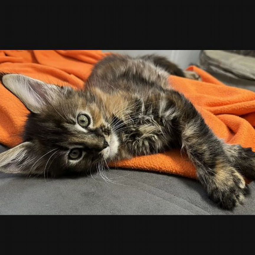 Котенок майкун