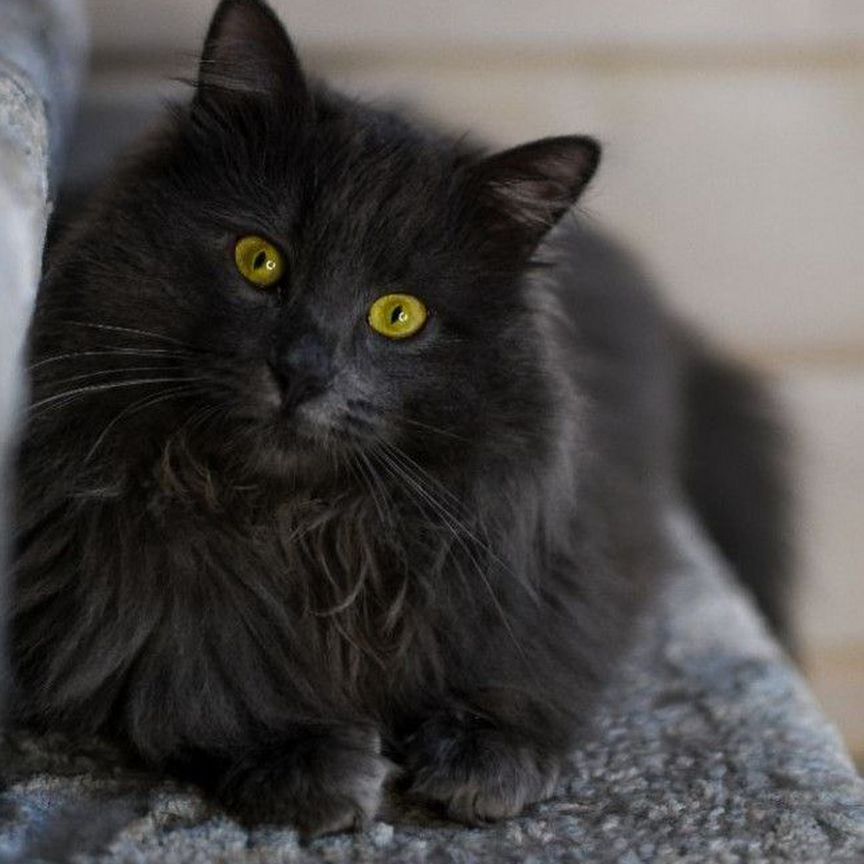 Котик Гринч или просто Гриня ищет свой лучший дом