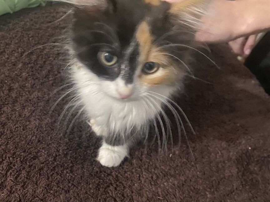 Кошка