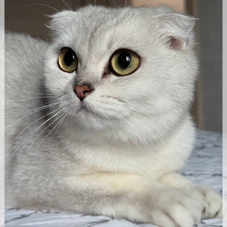 Шотландская серебристая шиншилла