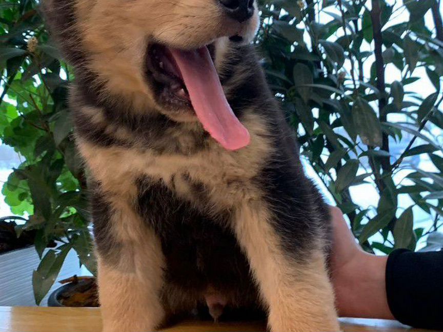 Щенки овчарики в добрые руки