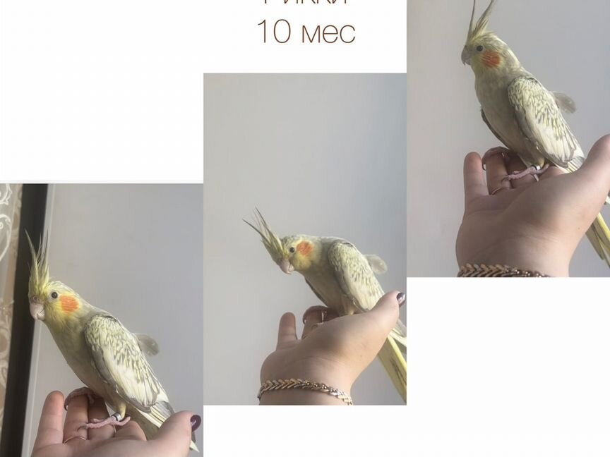 Попугай корелла ручной