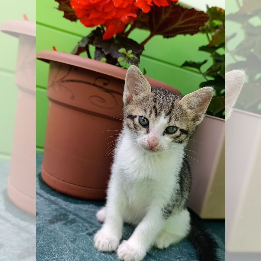Котёнок в добрые руки