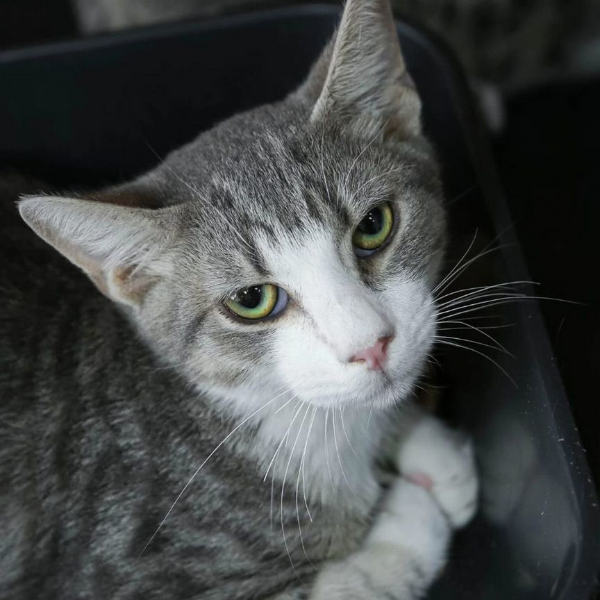 Котенок ищет дом