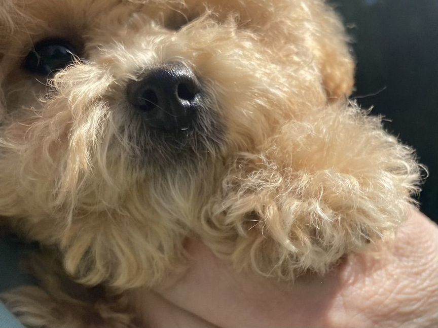 Мальтипу f1 красавчик