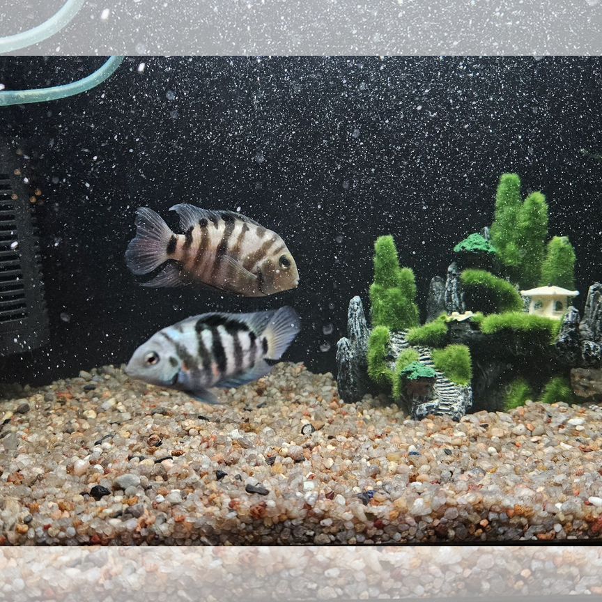 Цихлиды чернополосые