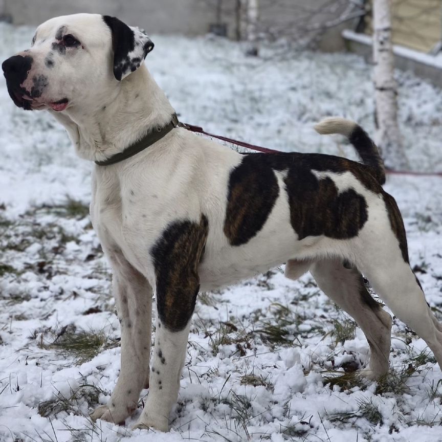 Взрослый пёс в добрые руки
