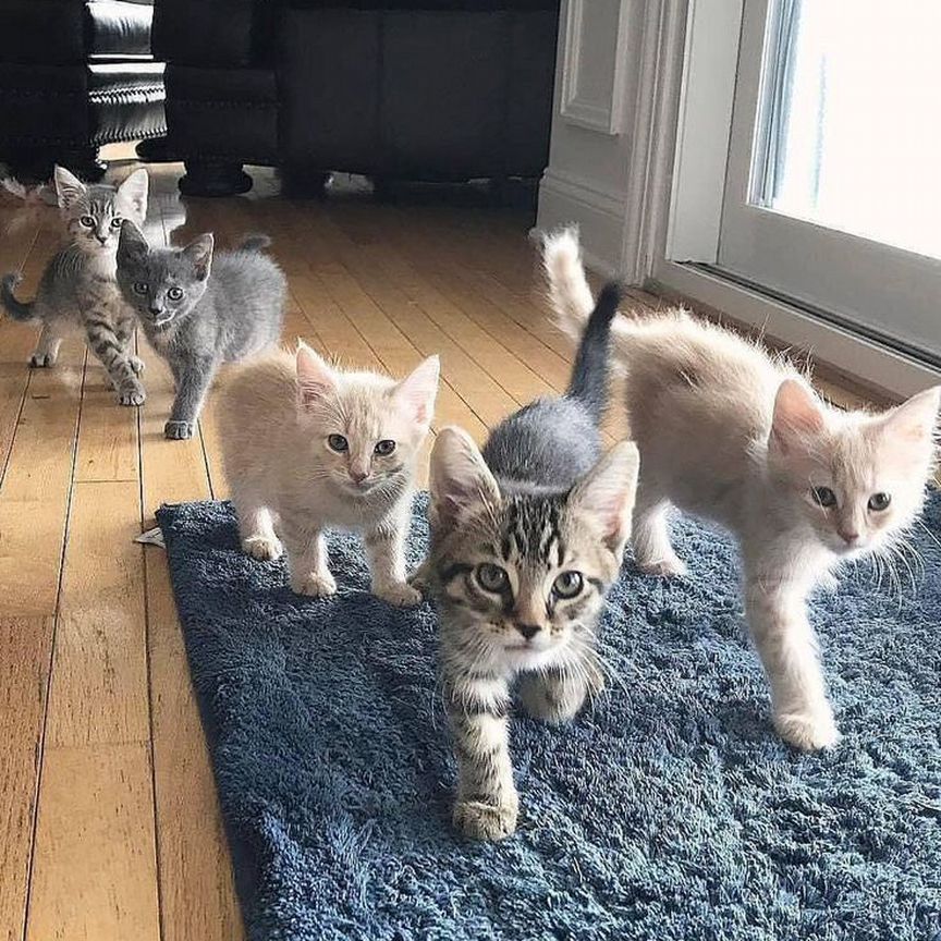 Большое количество кошек и котят