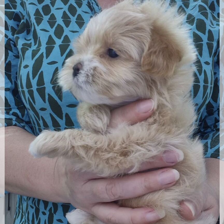 Мальтипу, щенок