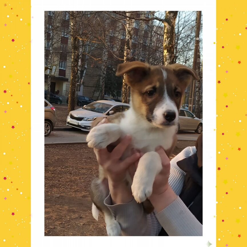 Щенки в добрые руки бесплатно, доставим
