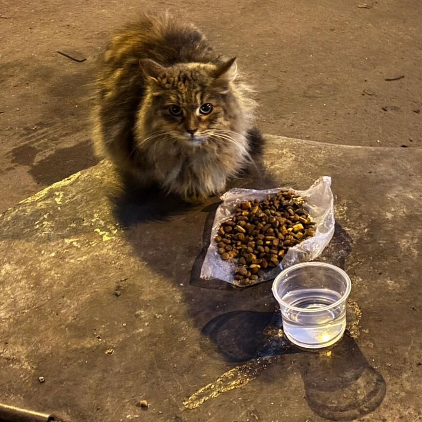 Ласковый котик погибнет под плитами