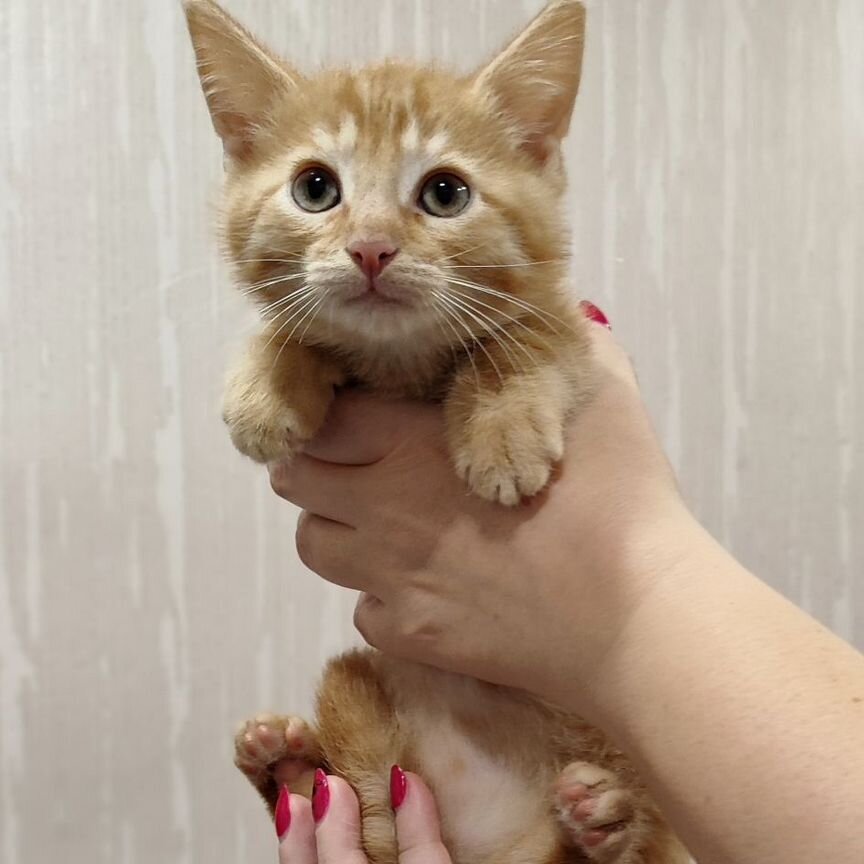 Рыжий котик в добрые руки