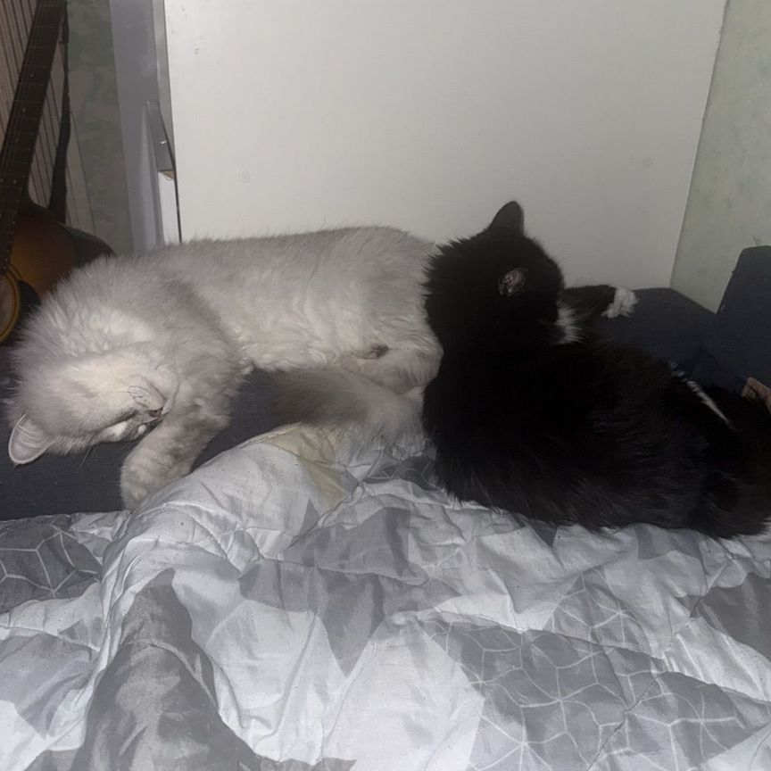 Котёнок в добрые руки