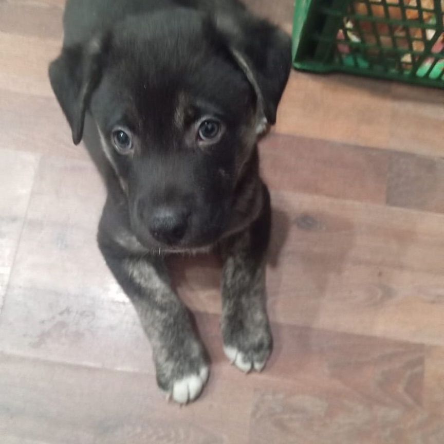 Щенки питбуля