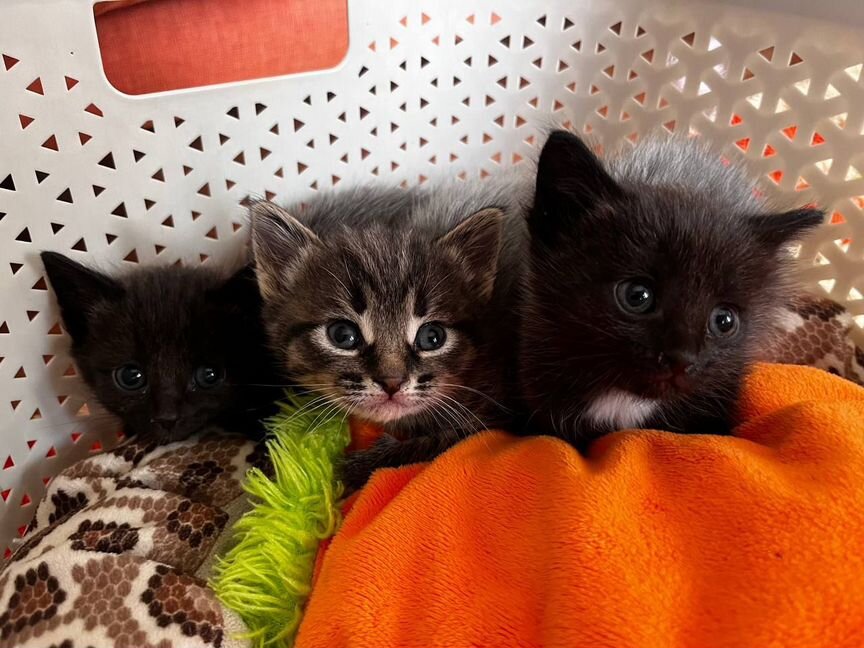 Котята