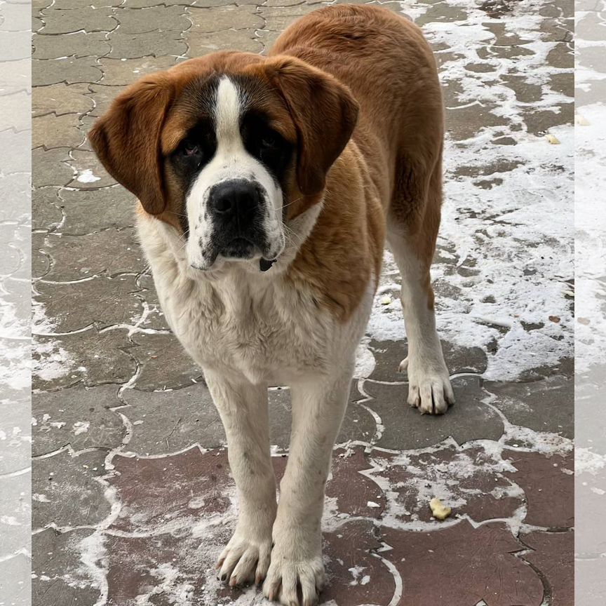 Сенбернар, взрослый пёс