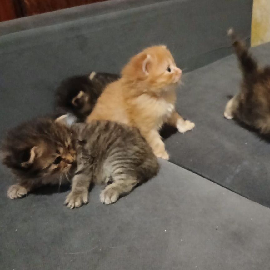 Сибирский котёнок