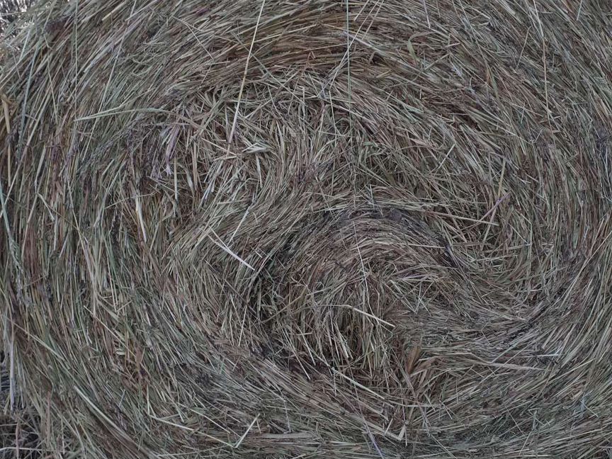 Сено суданка в рулонах