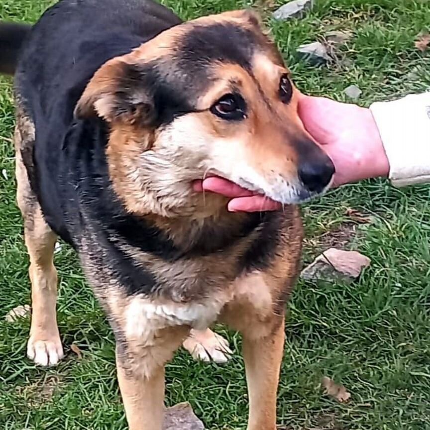 Собаки в добрые руки