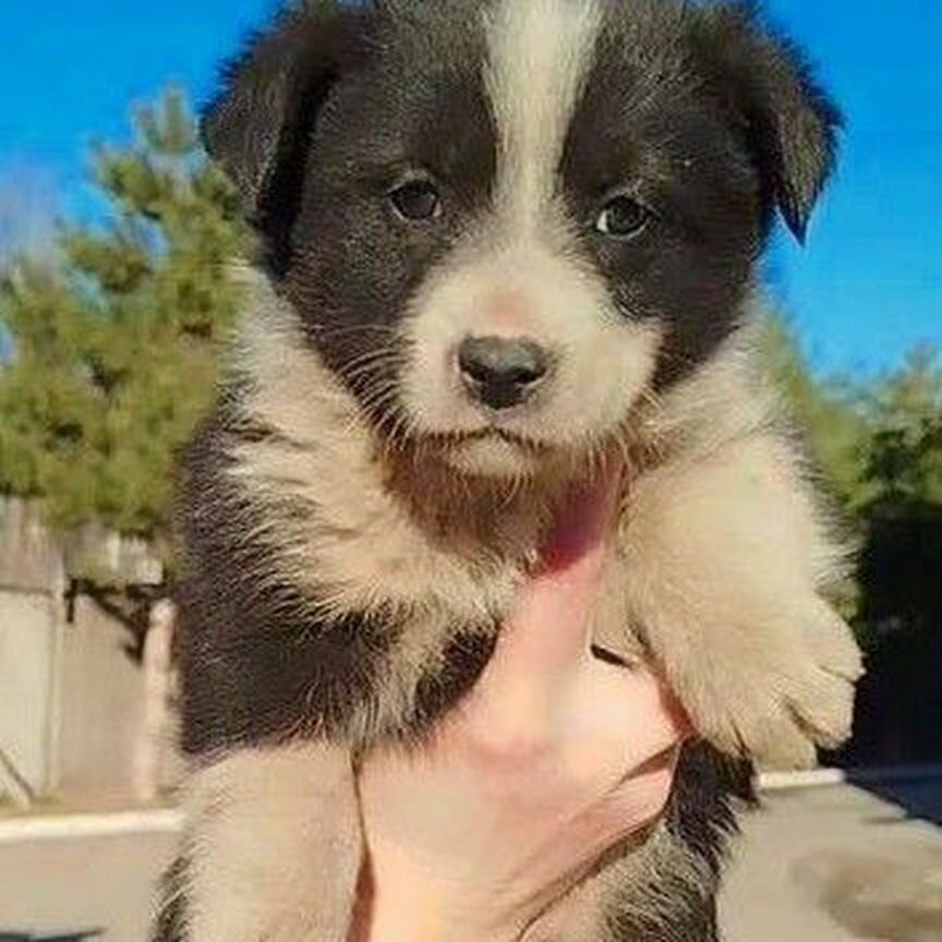 Щенки
