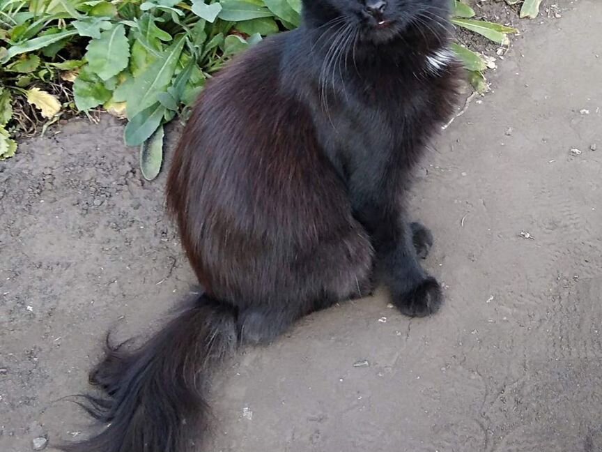 Мега ласковая кошечка