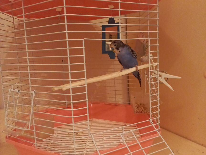 Клетка с попугаем