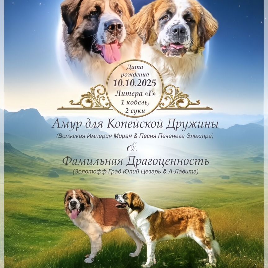 Московская сторожевая, щенок