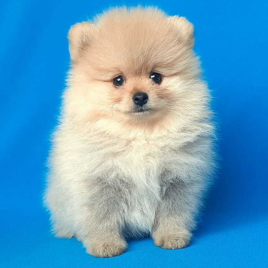 Немецкий шпиц, щенок