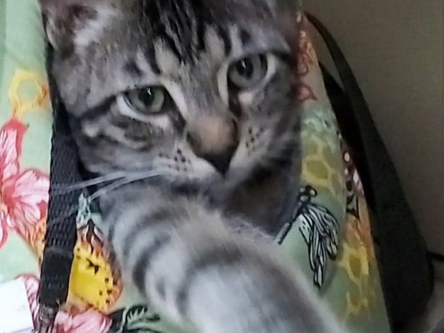 Котенок грустит и ждет хозяев