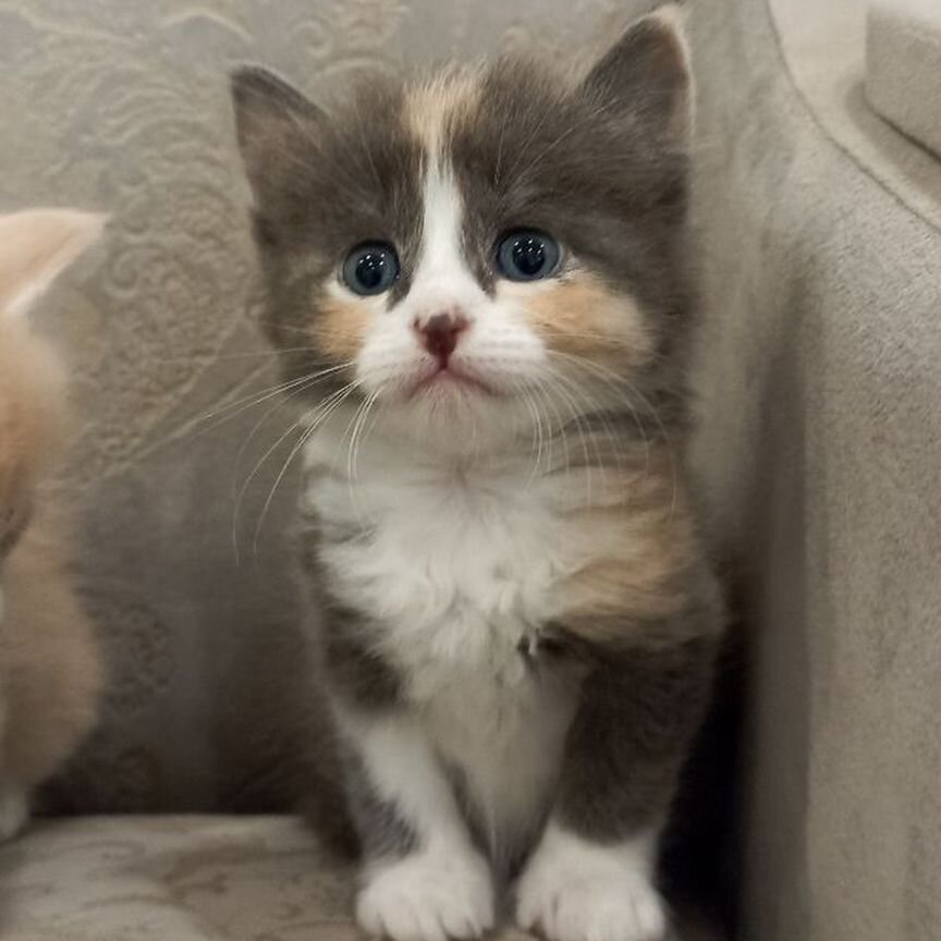 Котята в добрые руки бесплатно