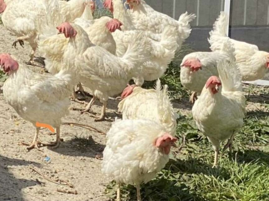 Куры несушки