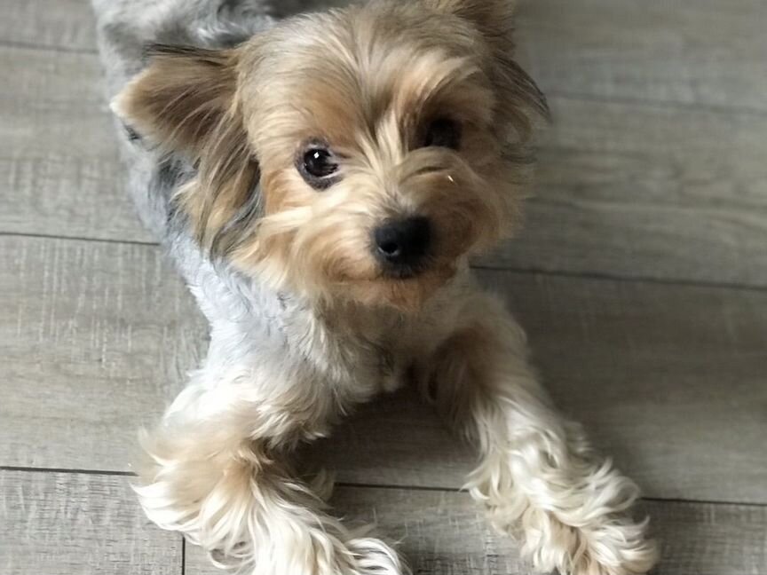 Йоркширский терьер