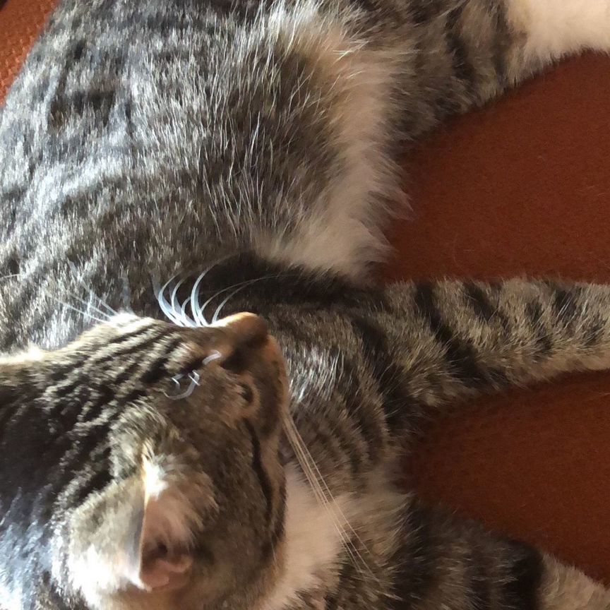 Красивый очаровательный котяра