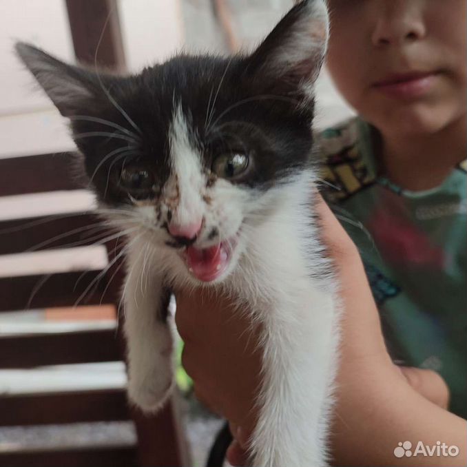 Котёнок в добрые руки бесплатно не болеет