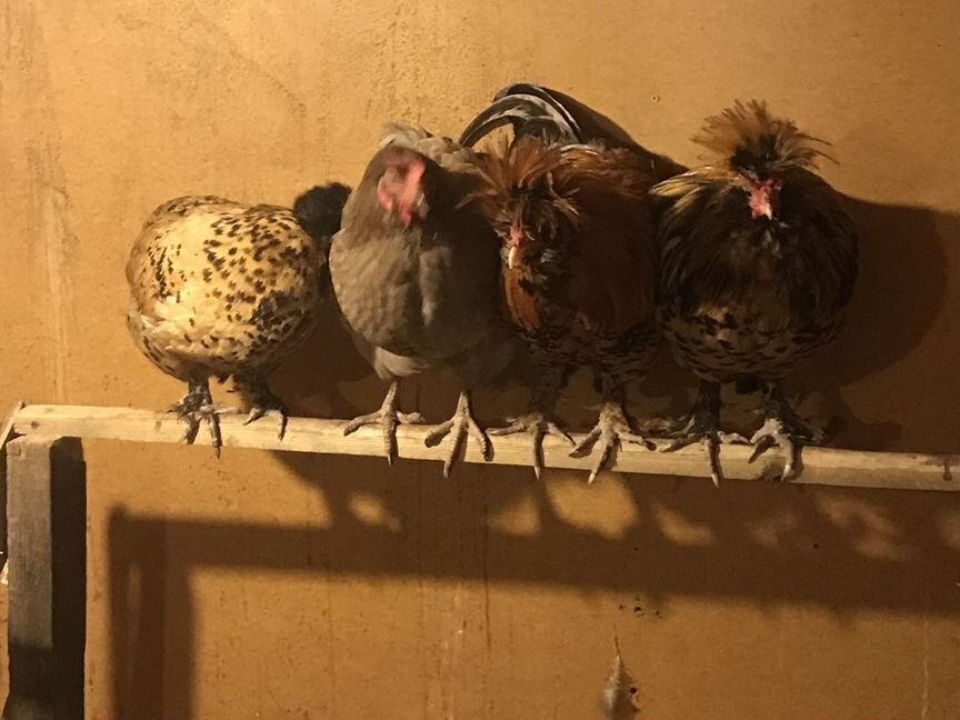 Павловские куры