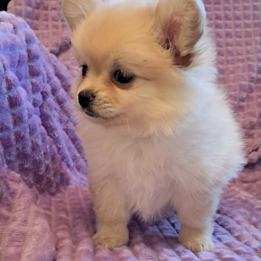 Чишка малышка