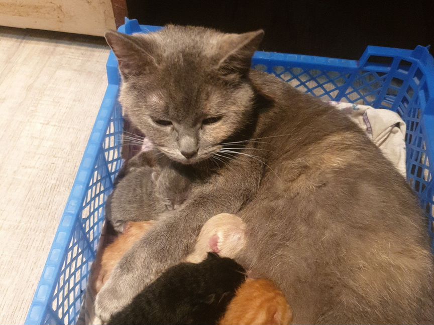 Британские котята