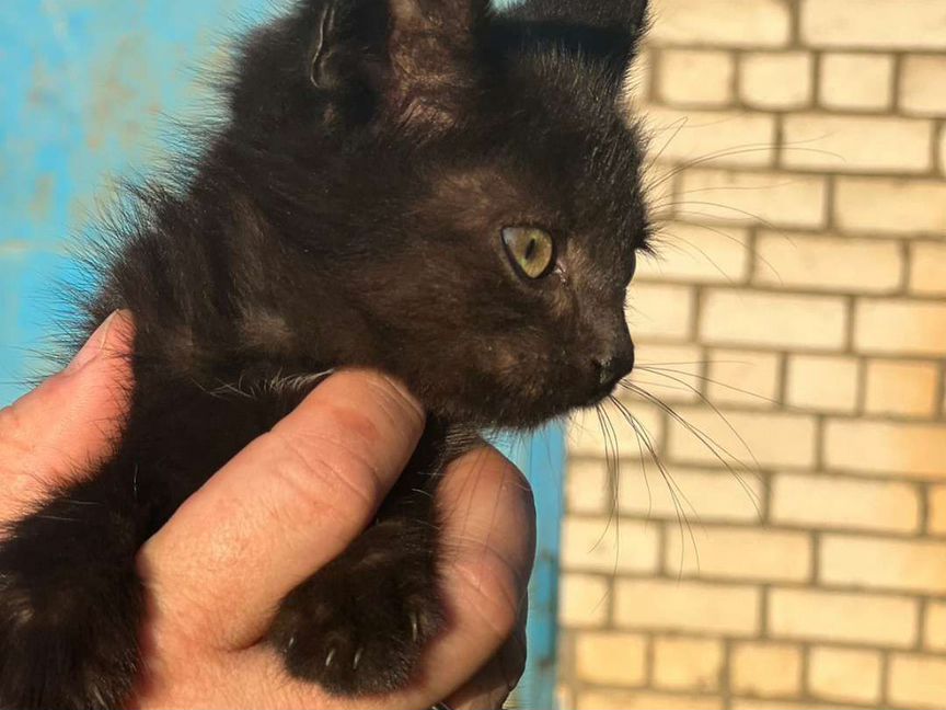 Котята в дар бесплатно