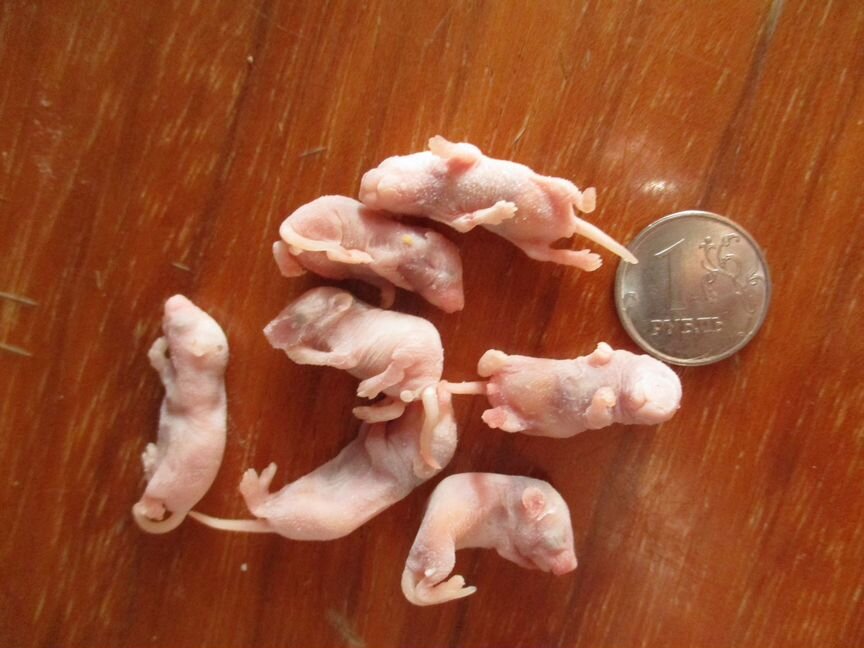 Мышки голыши на корм рептилиям