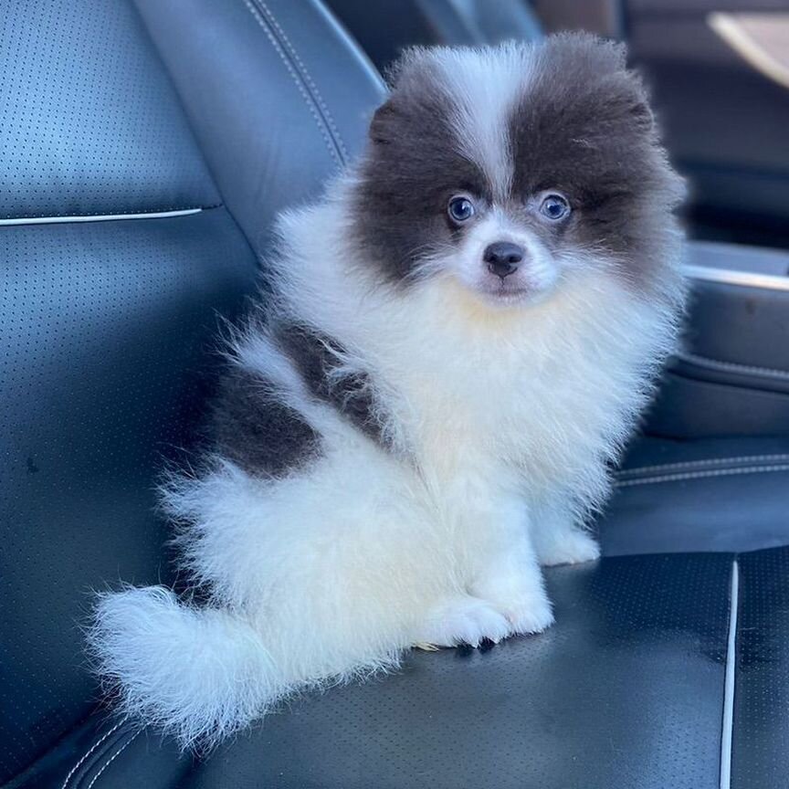 Померанский шпиц, щенок